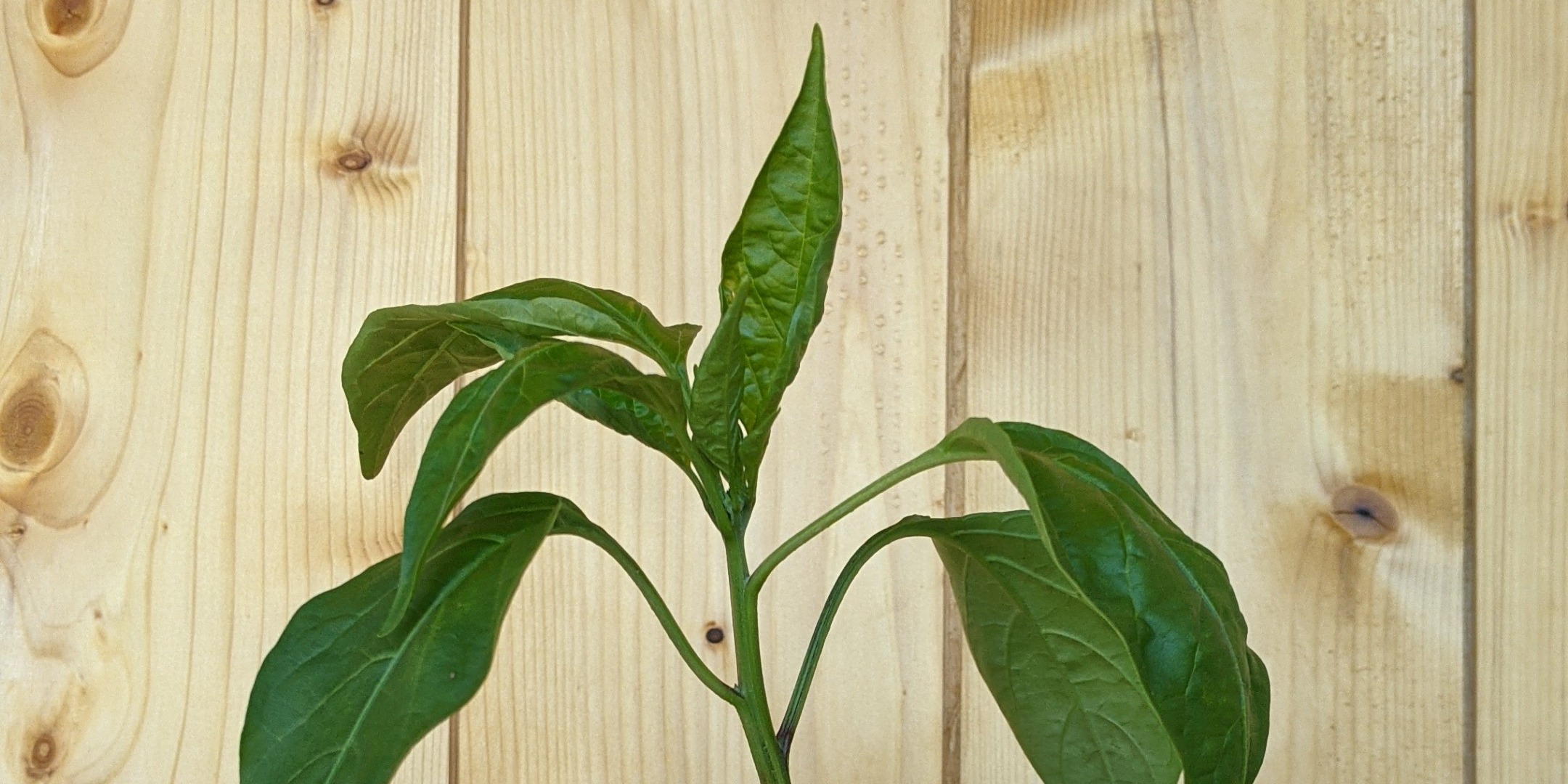 La Chèvre et le Chou - Plant de poivrons "banane" jaunes